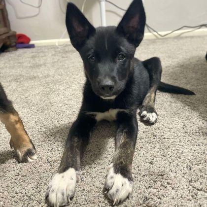 Dog for adoption - Sampson (Sammy), a Siberian Husky & Chow Chow Mix in ...