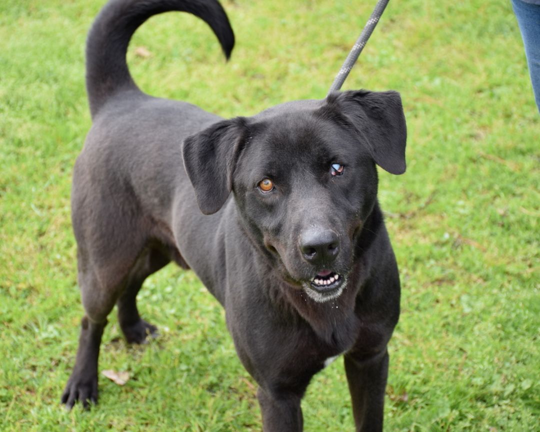 Dog for adoption - Bruno, a Black Labrador Retriever Mix in Anniston ...