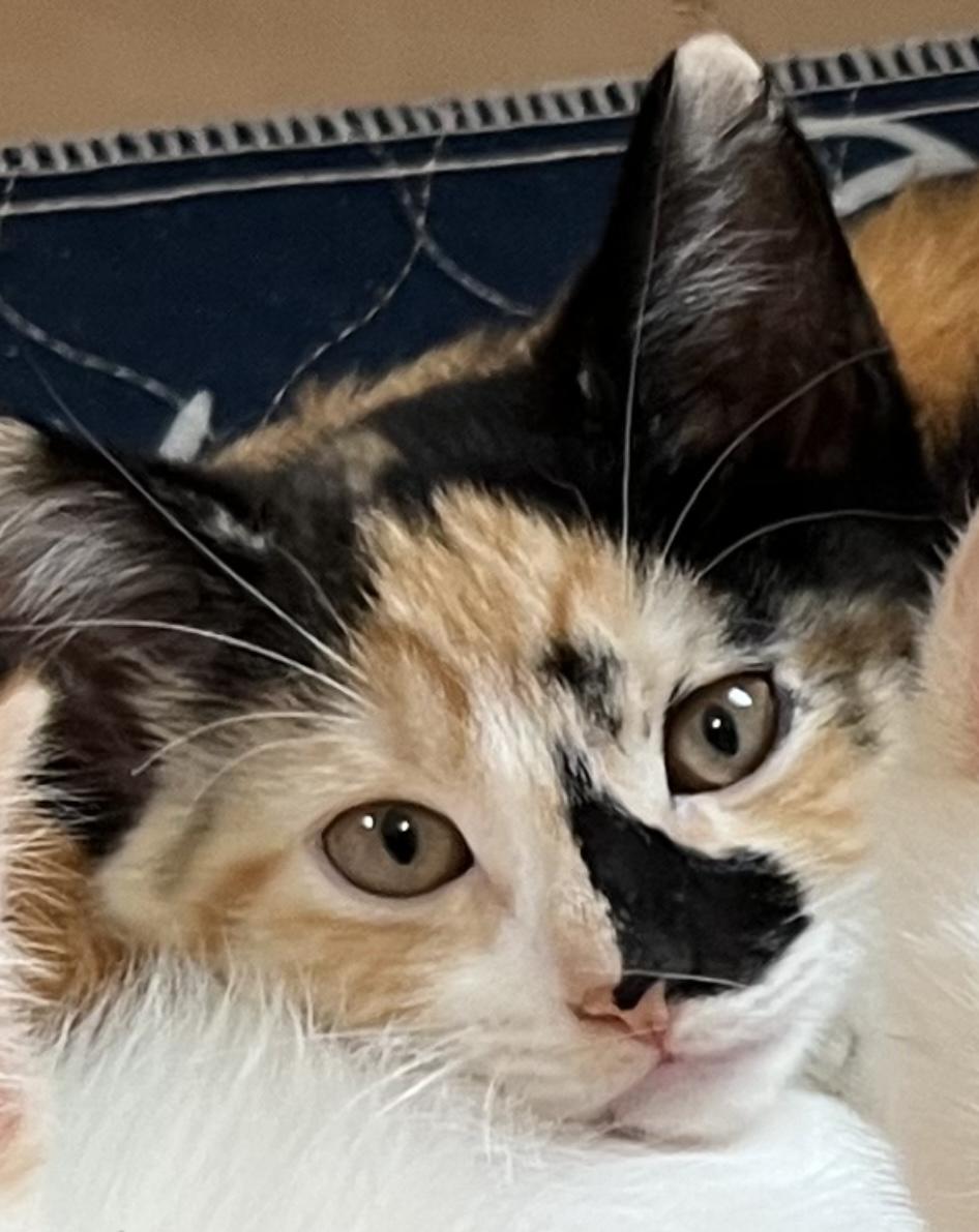 Cat for adoption - Dixie, a Calico & Domestic Short Hair Mix in ...