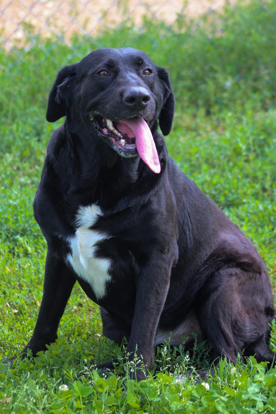 Dog for adoption - Sadie, a Black Labrador Retriever in Calhoun, KY ...