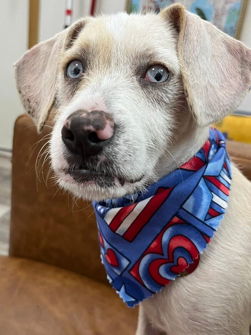 Dog for adoption - Castiel, an Australian Shepherd & Poodle Mix in ...