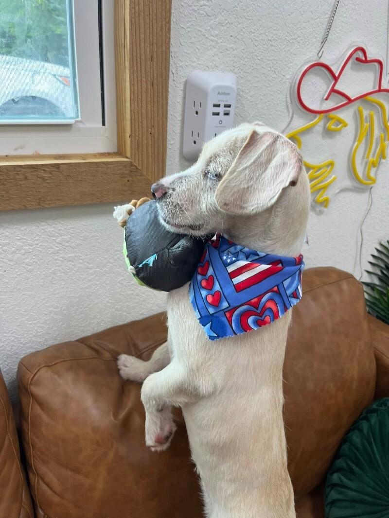 Dog for adoption - Castiel, an Australian Shepherd & Poodle Mix in ...