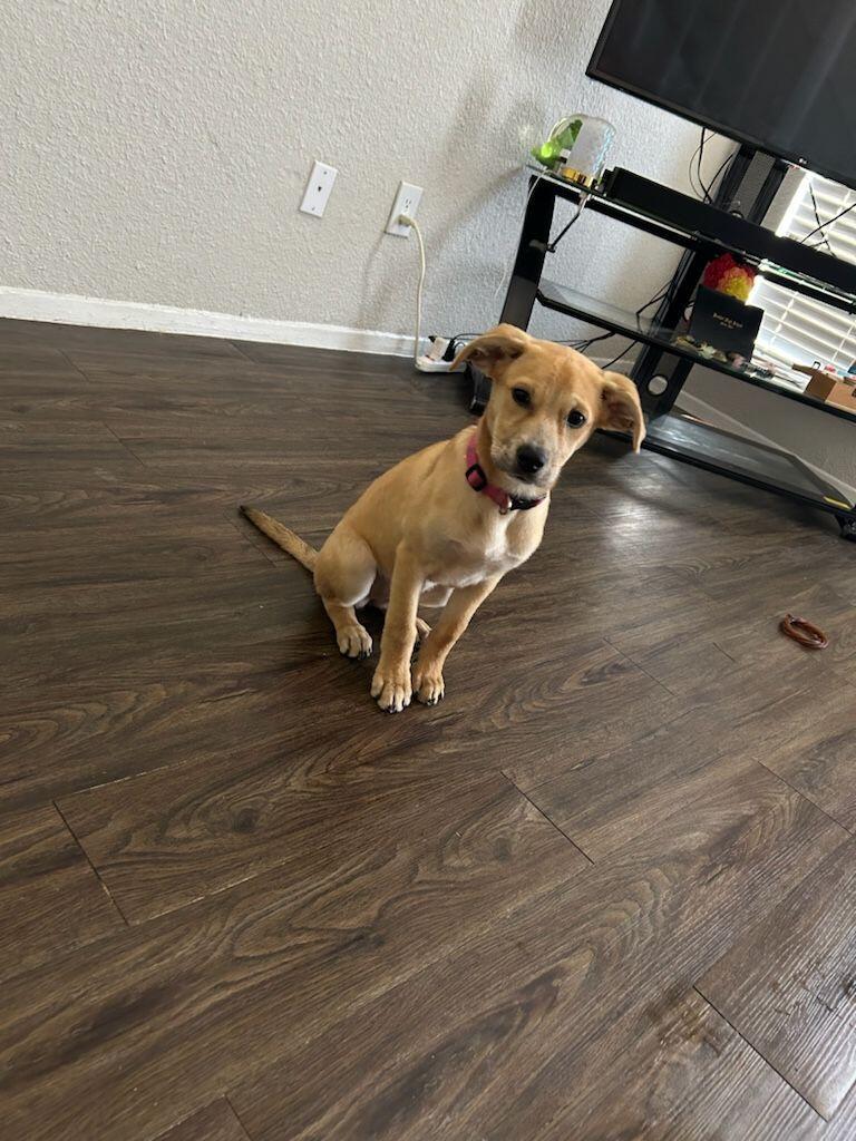 Dog for adoption - Katara, a Terrier in Houston, TX | Petfinder