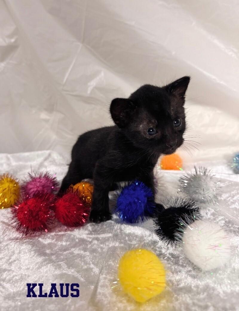 Cat for adoption - Klaus Burnham, a Domestic Short Hair & Bombay Mix in ...