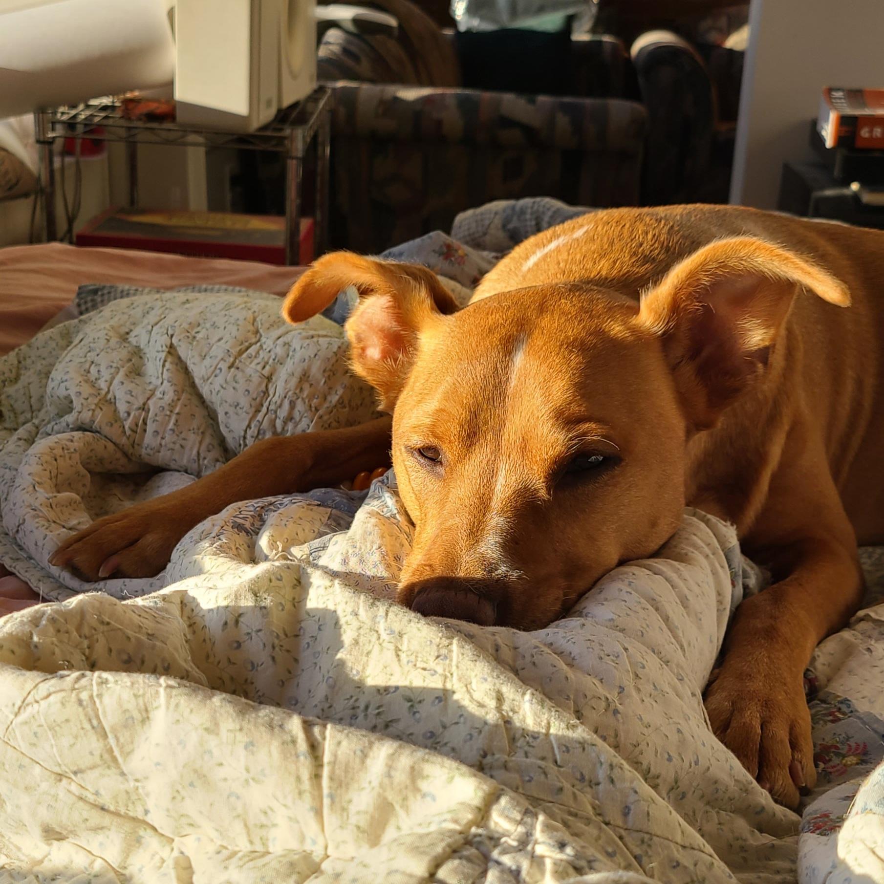 Dog for adoption - Tyler, a Shepherd & Yellow Labrador Retriever Mix in ...