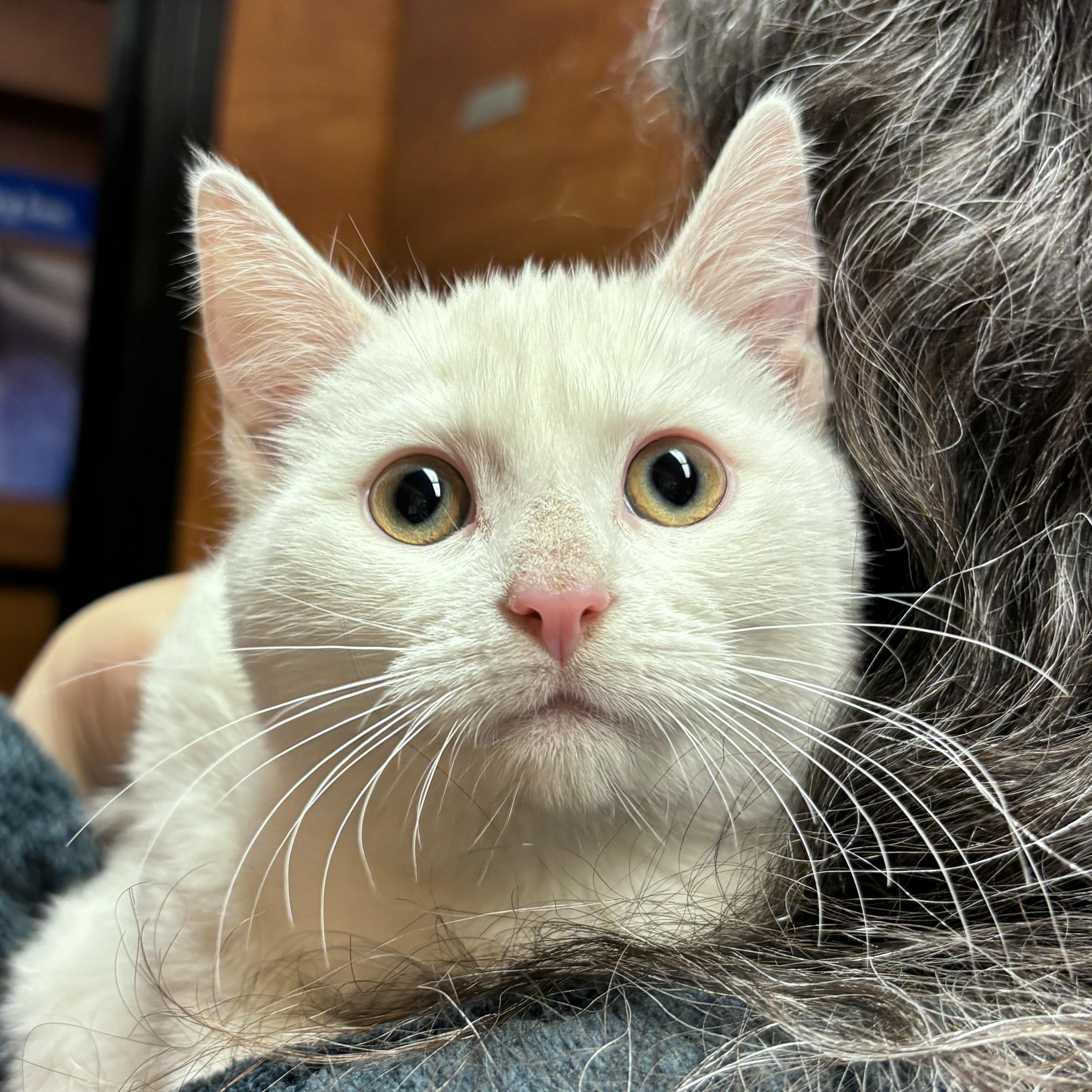 Cat for adoption - Mallow Fluff, a Domestic Short Hair in Sonora, CA ...