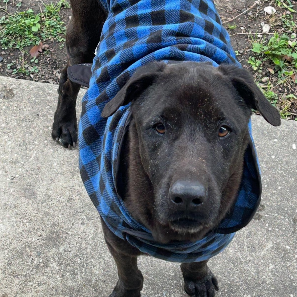 Dog for adoption - Jason, a Labrador Retriever & Shar-Pei Mix in New ...