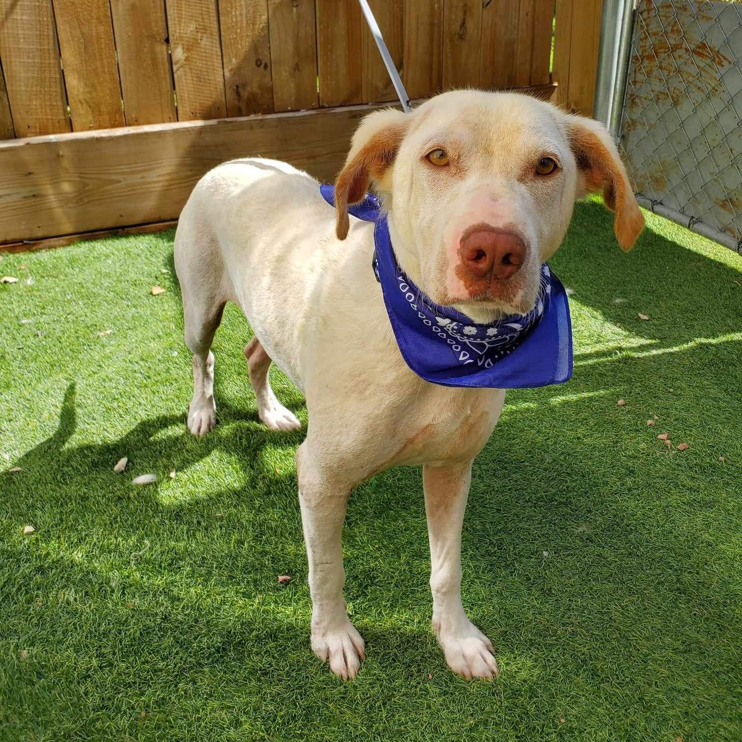 Dog for adoption - Steele, a Labrador Retriever in Cincinnati, OH ...