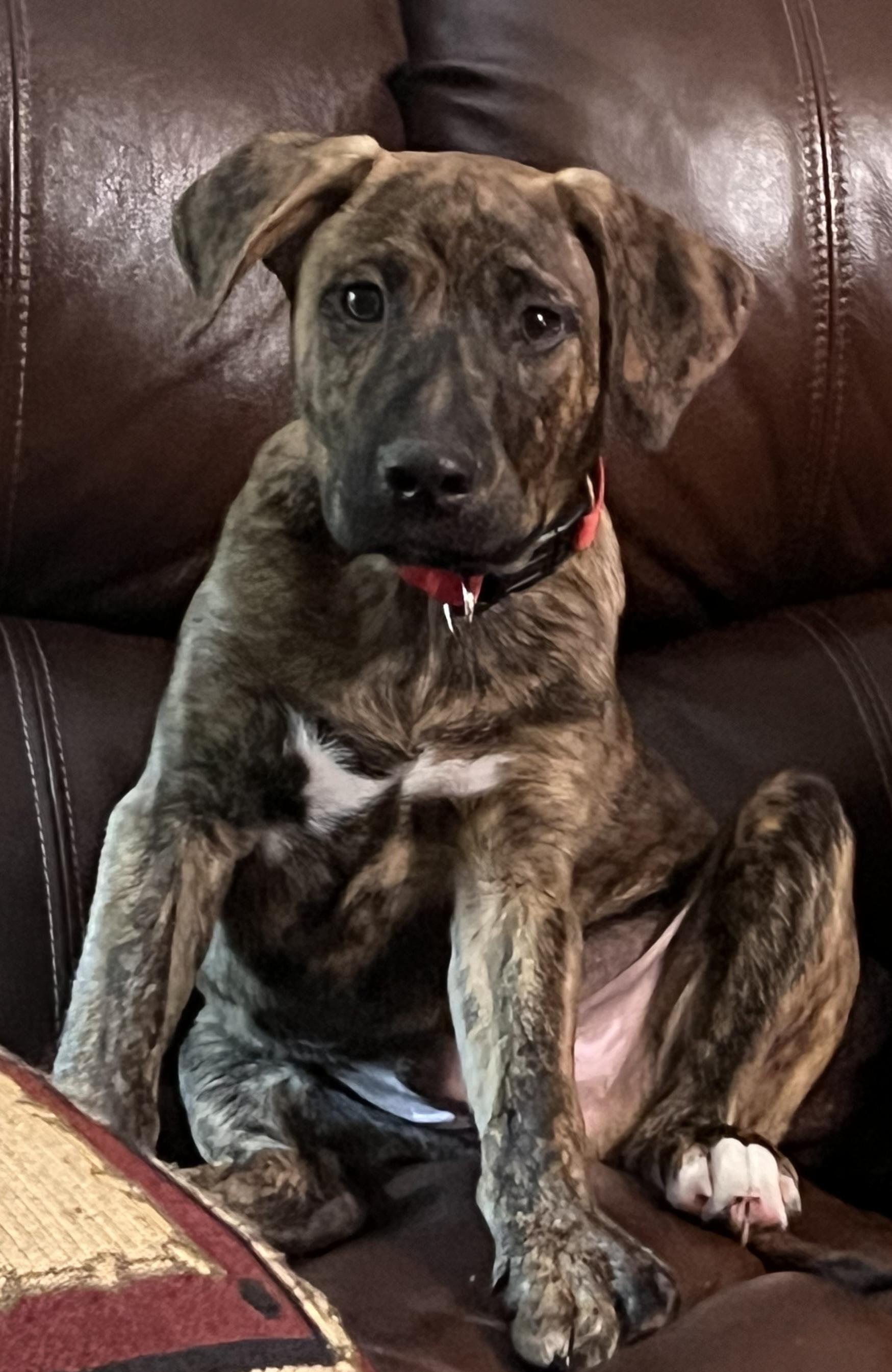 Dog for adoption - HUCK -- HANDSOME BRINDLE BOY, a Boxer & Labrador ...