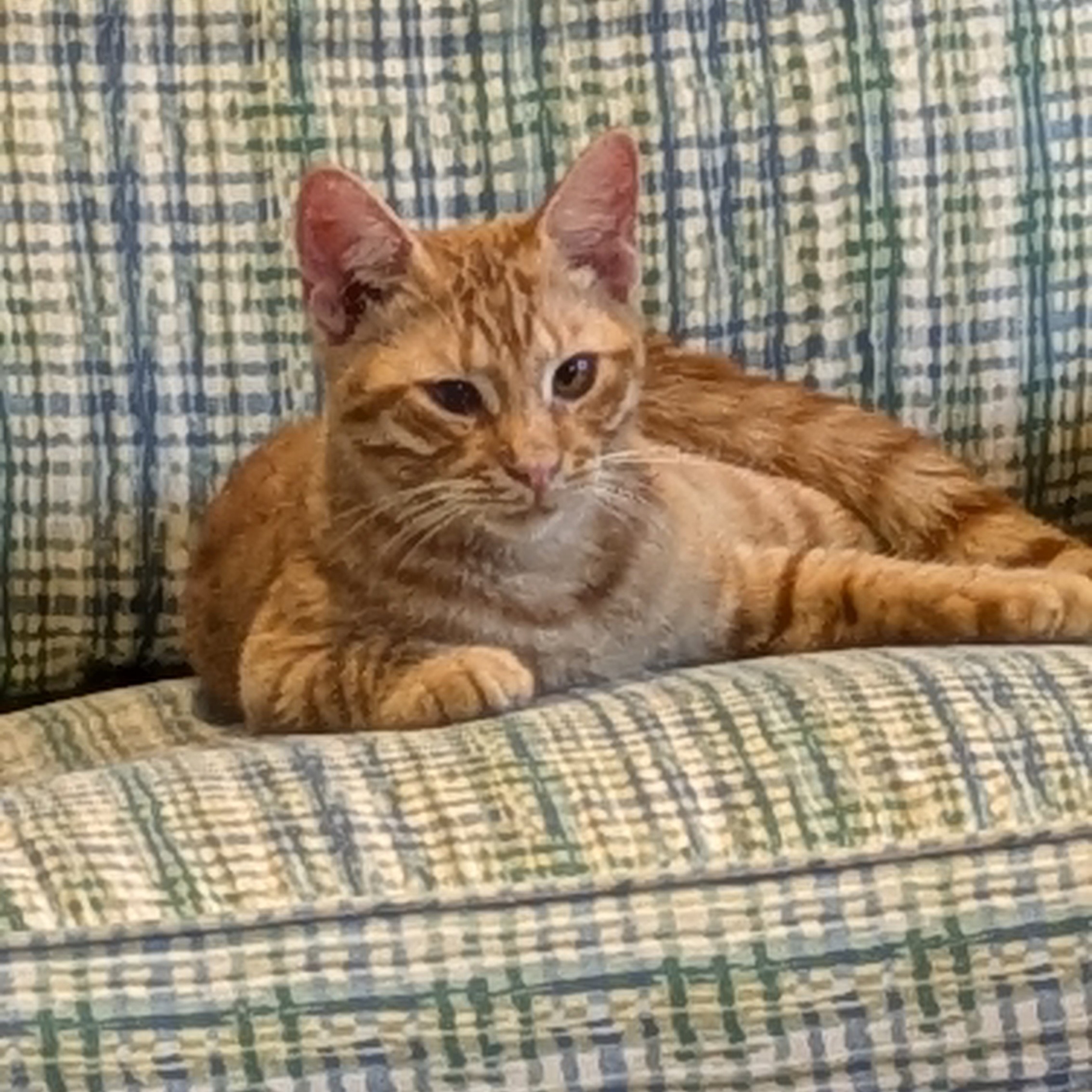 Cat for adoption - Pumpkin Love, a Domestic Short Hair in Wilmington ...