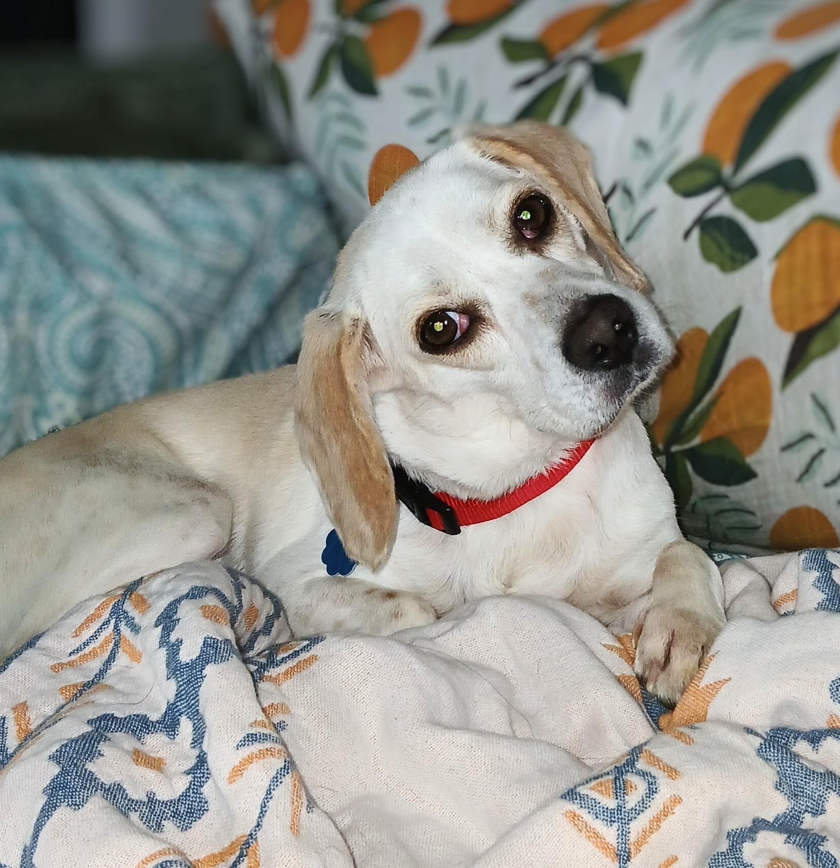 Dog for adoption - Honey, a Beagle in kutztown, PA | Petfinder