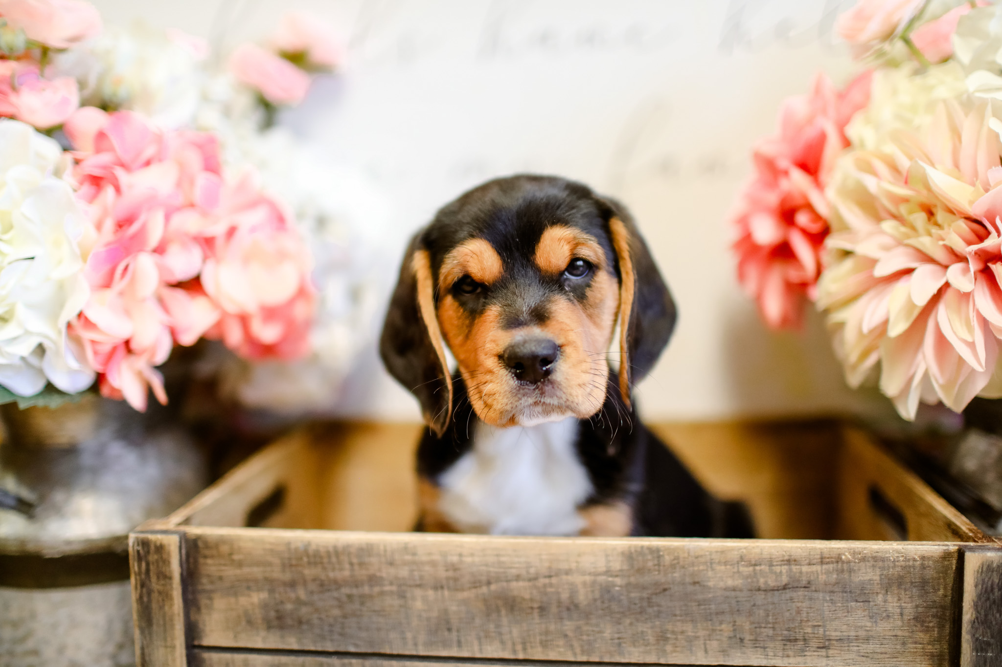 Dog for adoption - Mitzi, a Hound Mix in Newberg, OR | Petfinder