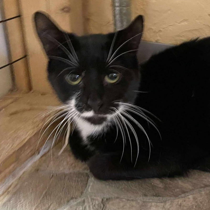 Cat for adoption - Jo Polniaczek, a Tuxedo & Domestic Short Hair Mix in ...