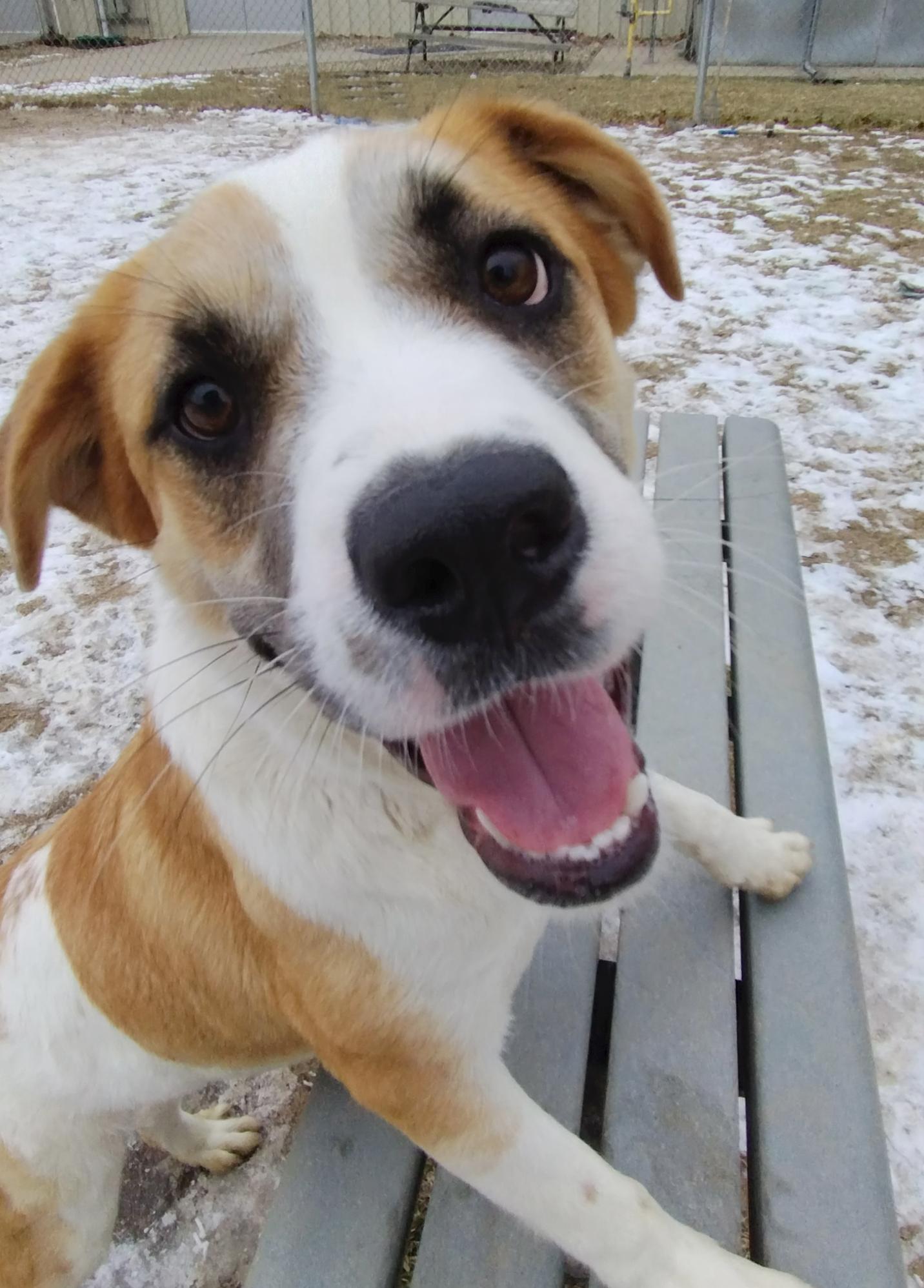 Adoptable Pets | Berrien County, MI