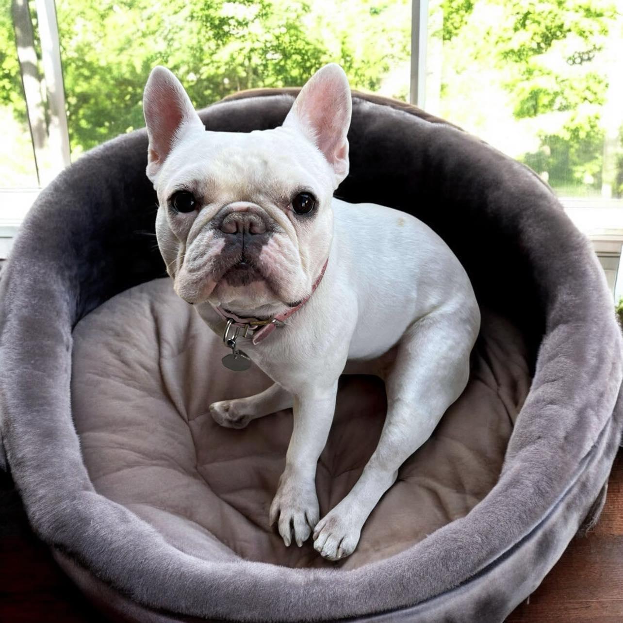 Dog for adoption - Daisy, a French Bulldog in Cleveland, OH | Petfinder