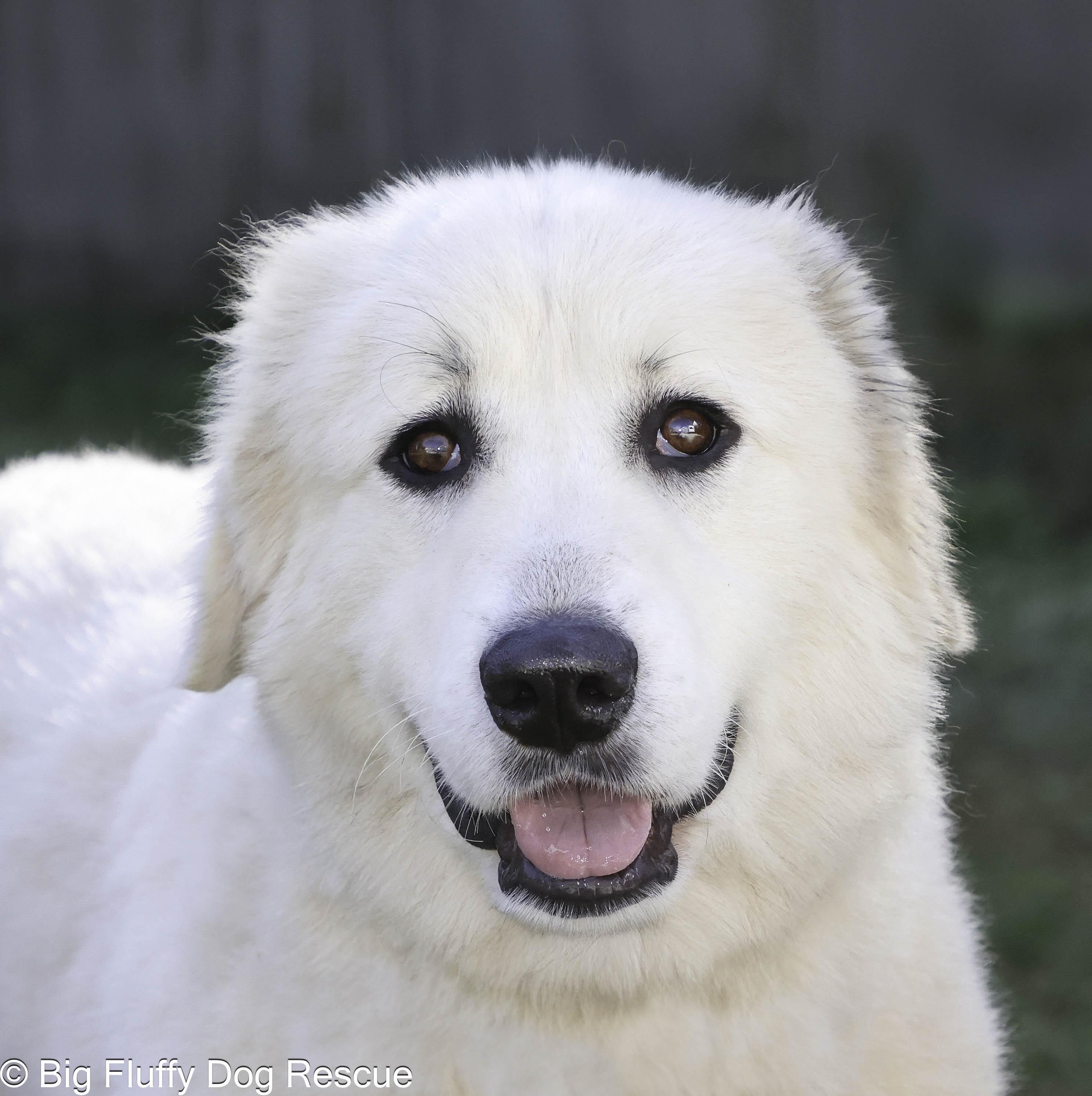 Dog for adoption - Jagger, a Great Pyrenees in Florence, KY | Petfinder
