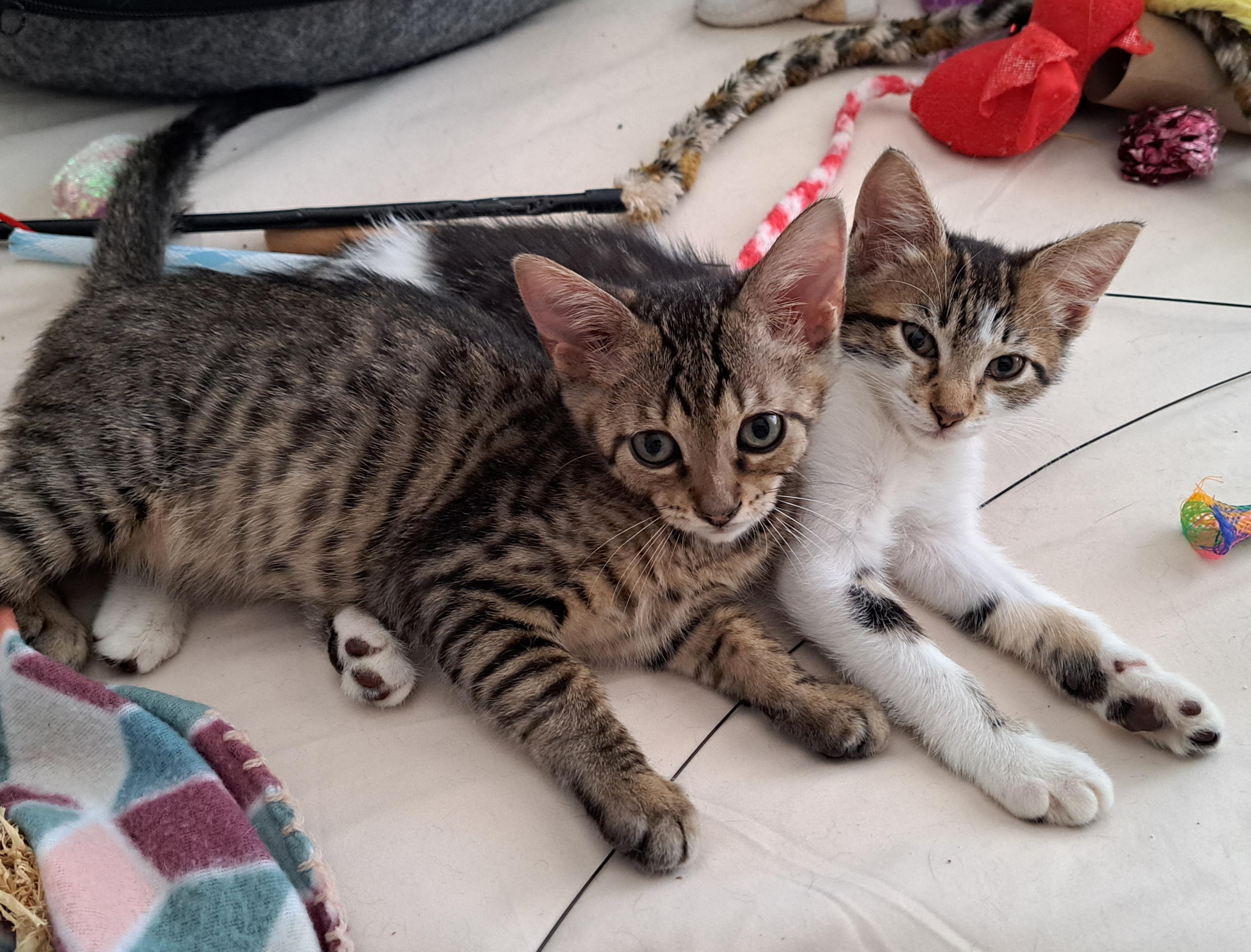 Cat for adoption - Amy & Annie BONDED, a Tabby & Domestic Short Hair ...