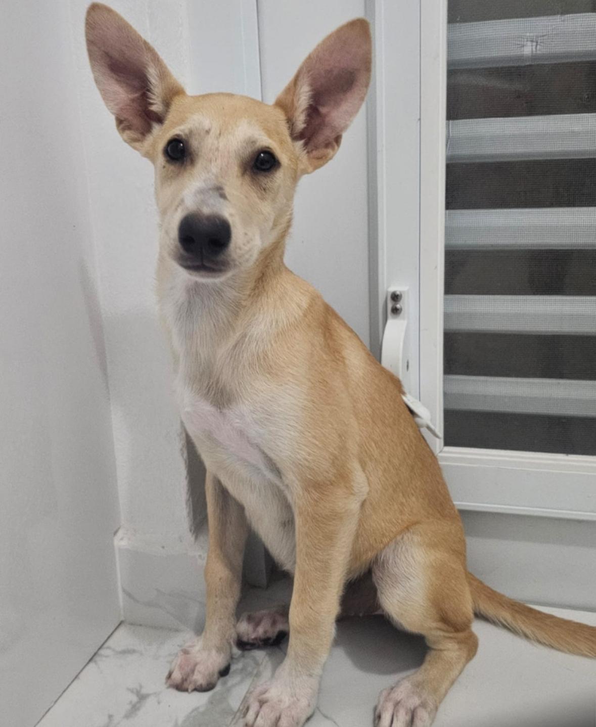Dog for adoption - Ivory - A Big Eared Princess, a Yellow Labrador ...
