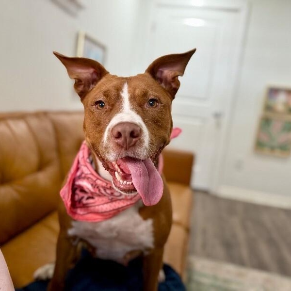 Dog for adoption - Paisley Love brings connection and affection, a Pit ...