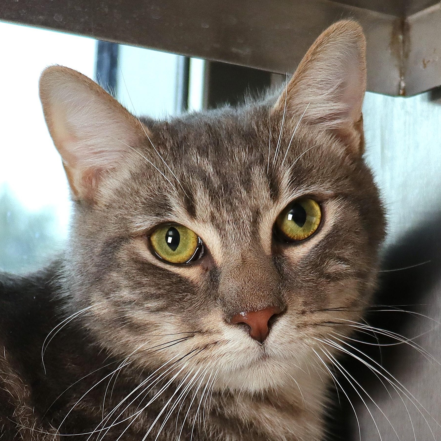 Cat for adoption - Wallace, a Domestic Short Hair in Clovis, CA | Petfinder