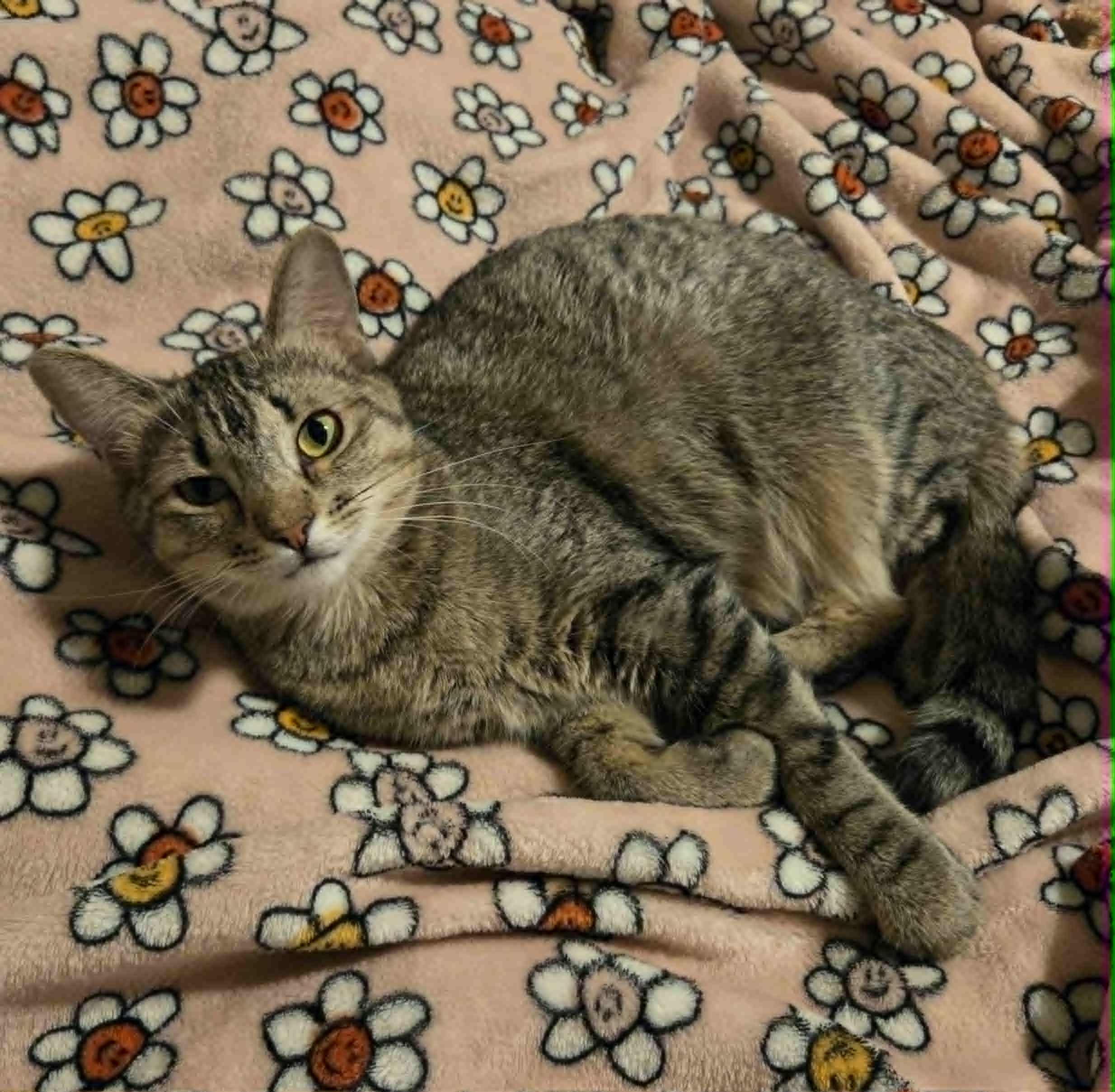 Cat for adoption - Jemima, a Domestic Short Hair in Mansfield, TX ...