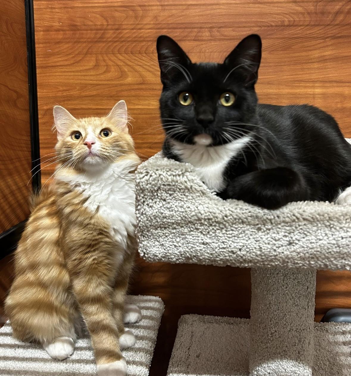 Cat for adoption - Mick n Ralph, a Domestic Medium Hair & Domestic ...