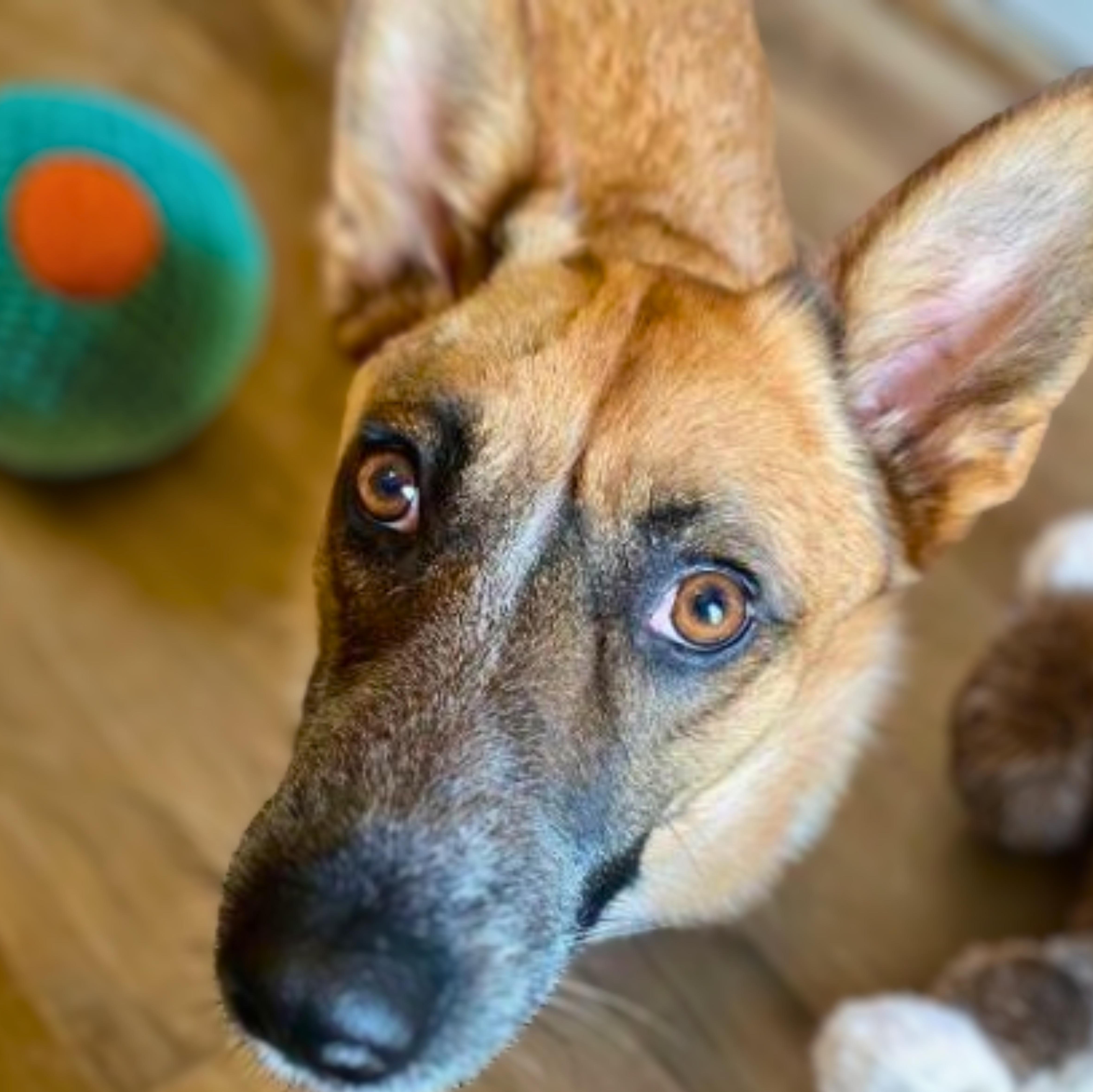 Dog for adoption - Precious, a Shepherd Mix in Charlotte , NC | Petfinder