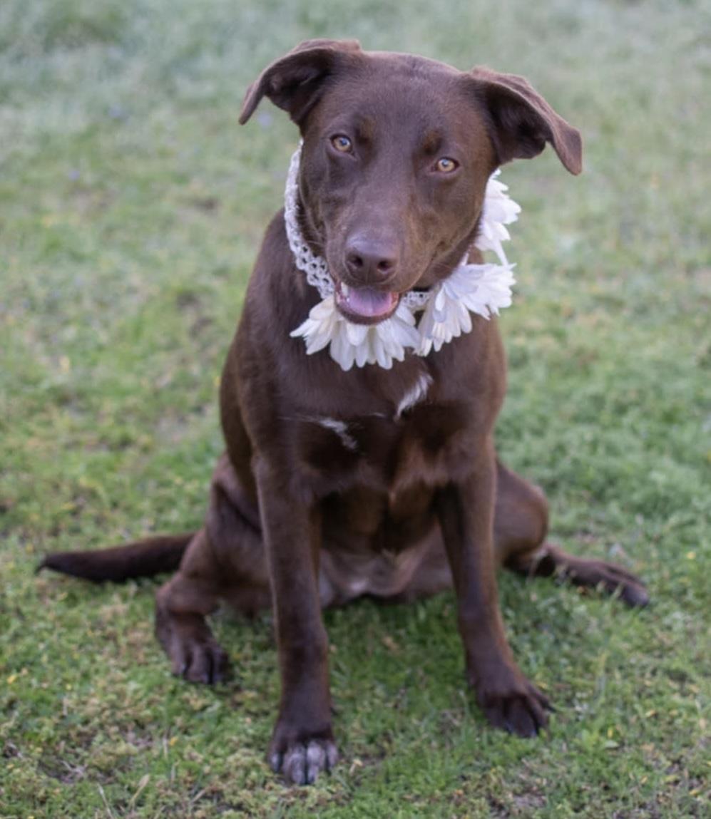 Dog for adoption - Bailey, a Chocolate Labrador Retriever Mix in South ...