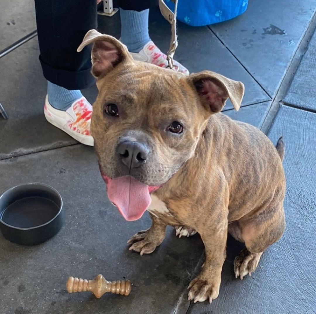 Dog for adoption - Shazz, a Pit Bull Terrier in Valley Village, CA ...