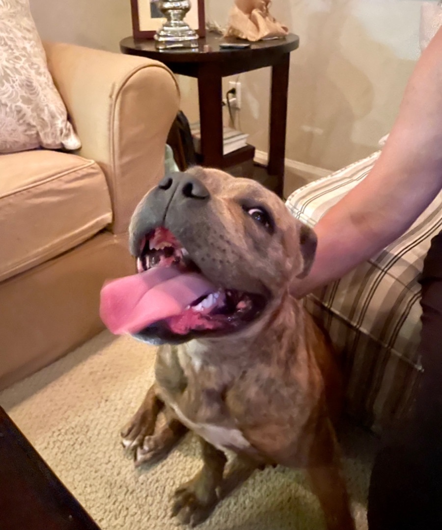 Dog for adoption - Shazz, a Pit Bull Terrier in Valley Village, CA ...
