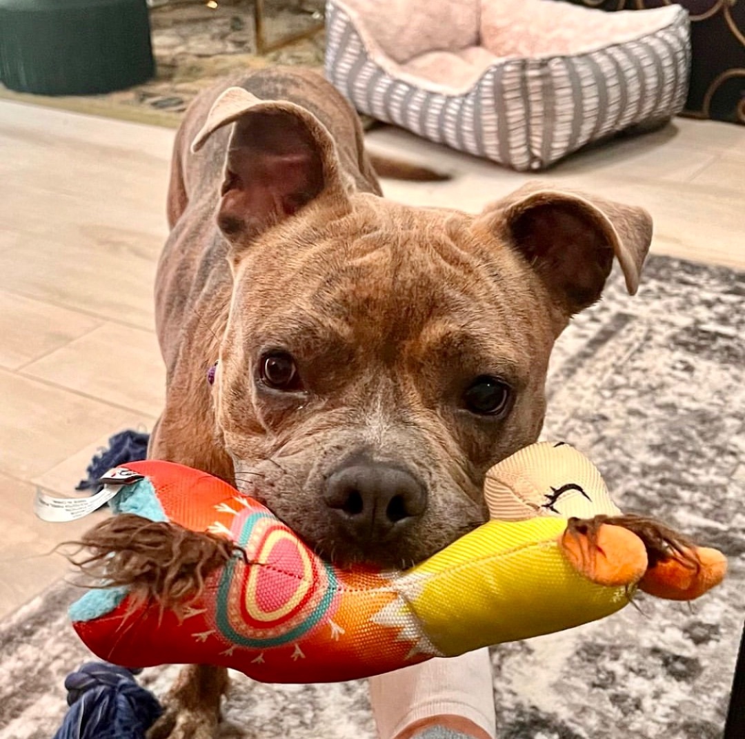 Dog for adoption - Shazz, a Pit Bull Terrier in Valley Village, CA ...