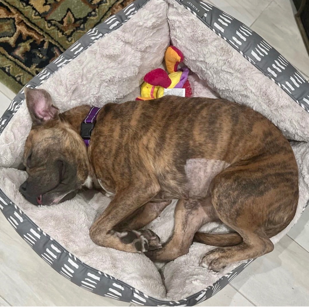 Dog for adoption - Shazz, a Pit Bull Terrier in Valley Village, CA ...