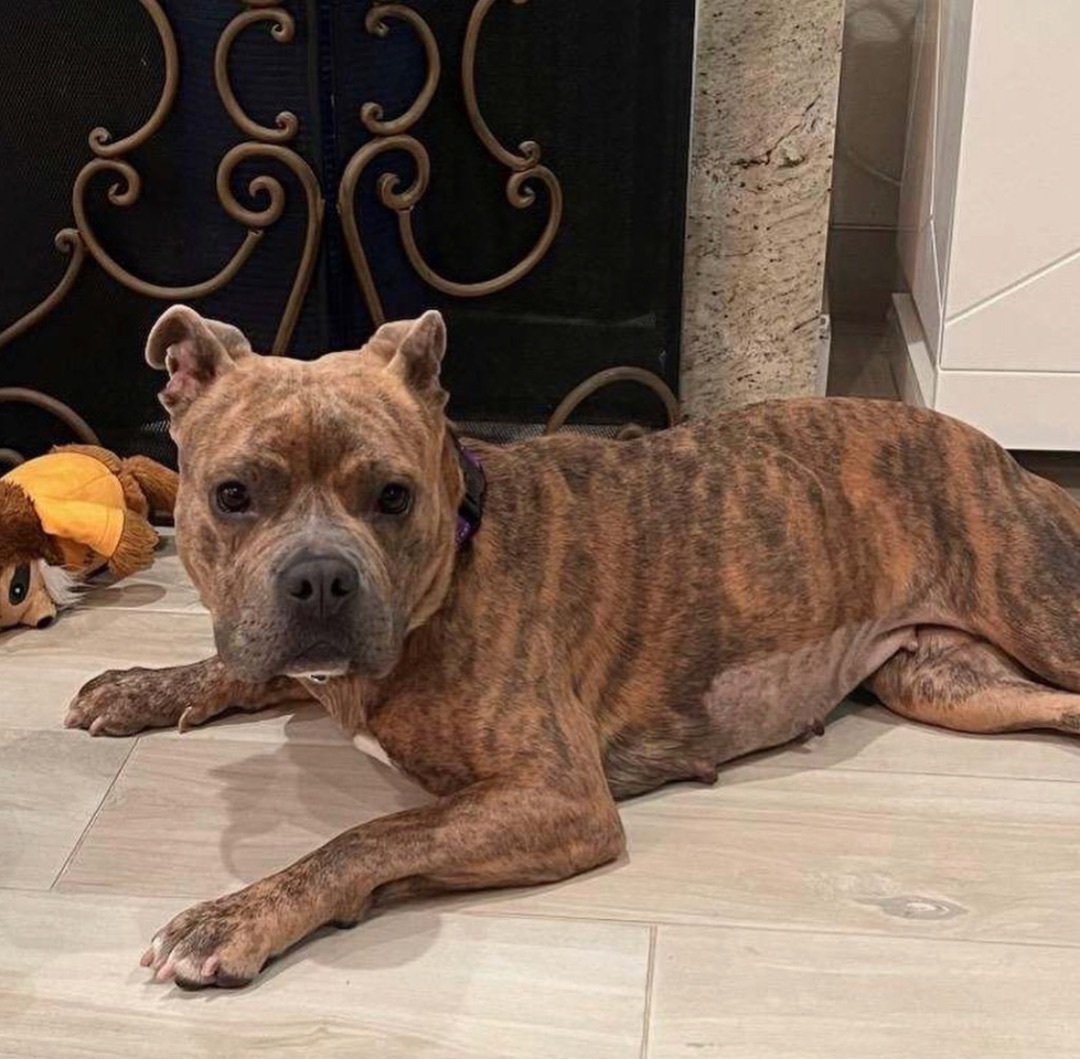 Dog for adoption - Shazz, a Pit Bull Terrier in Valley Village, CA ...