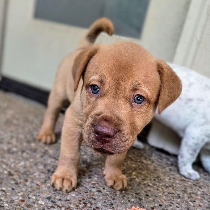 Dog for adoption - Florian Flower Power, a Husky & Labrador Retriever ...