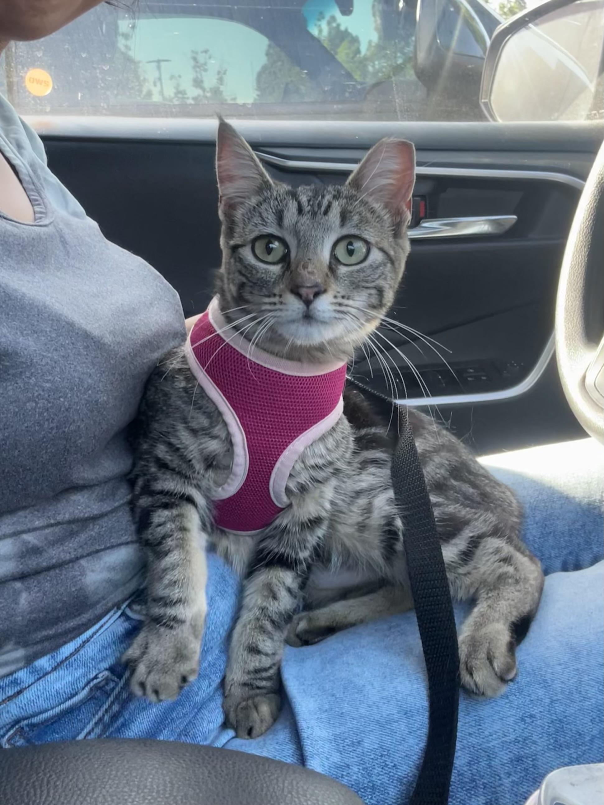 Cat for adoption - Lexi (lap cat / sweet / gentle), a Tabby & Domestic ...