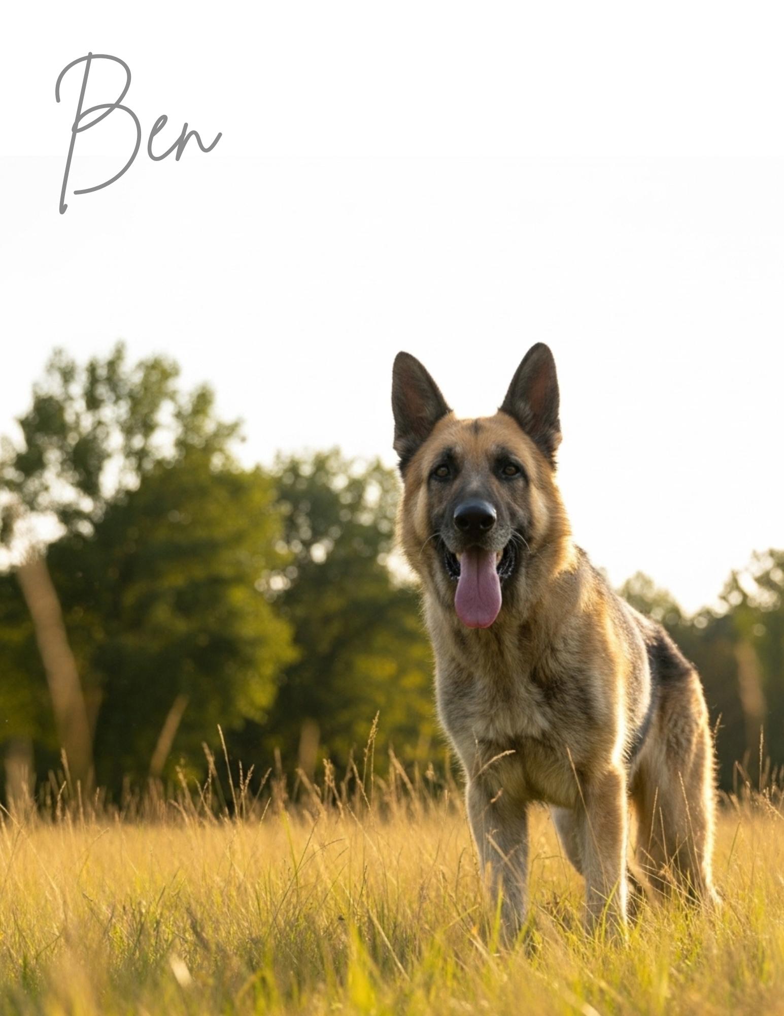 Dog for adoption - BEN GS, a German Shepherd Dog in Salt Lake City, UT ...