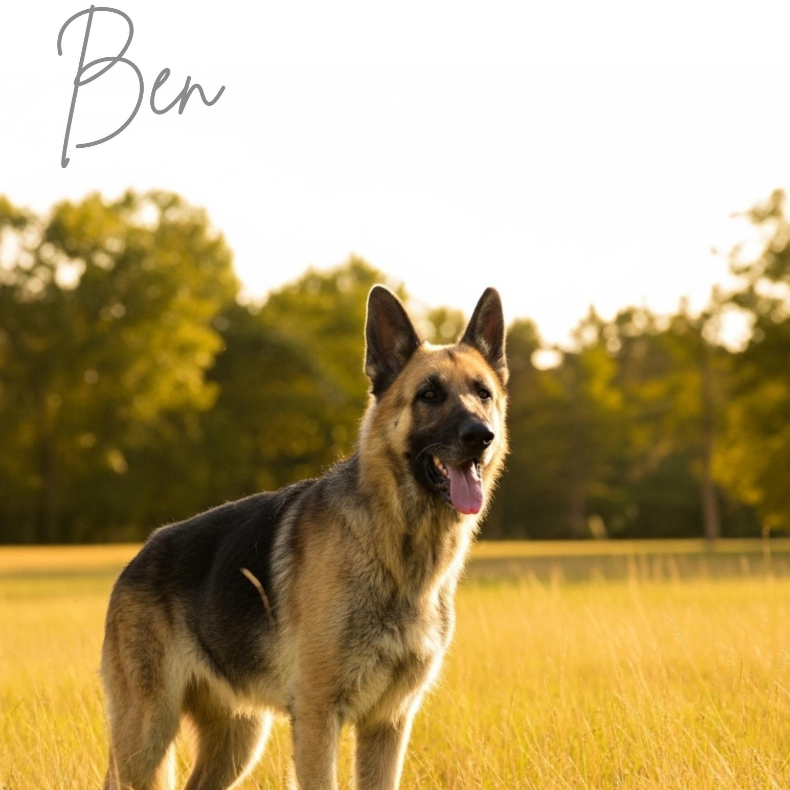 Dog for adoption - BEN GS, a German Shepherd Dog in Salt Lake City, UT ...