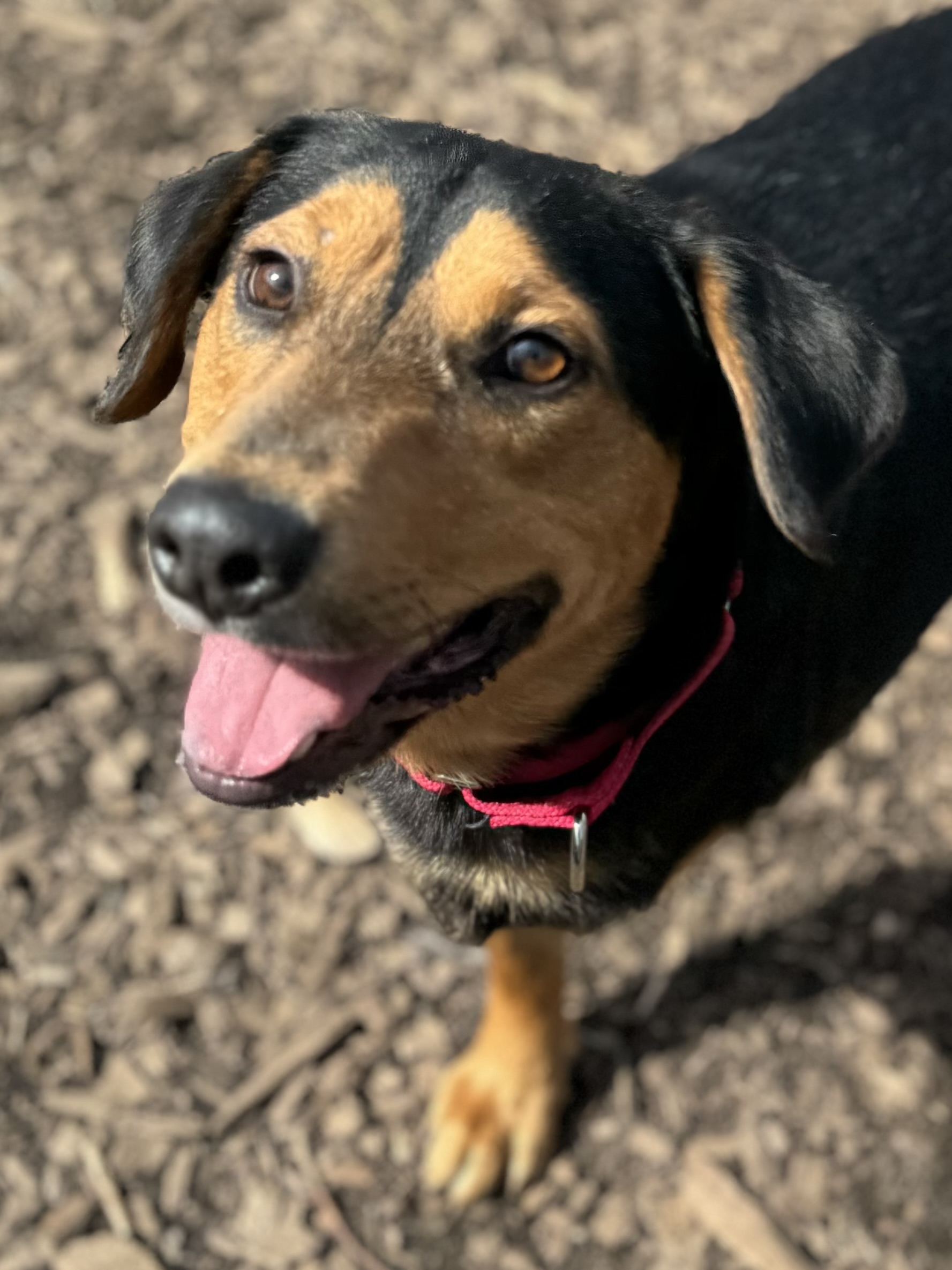 Dog for adoption - Barnes - tripod , a Hound Mix in Briarcliff Manor ...