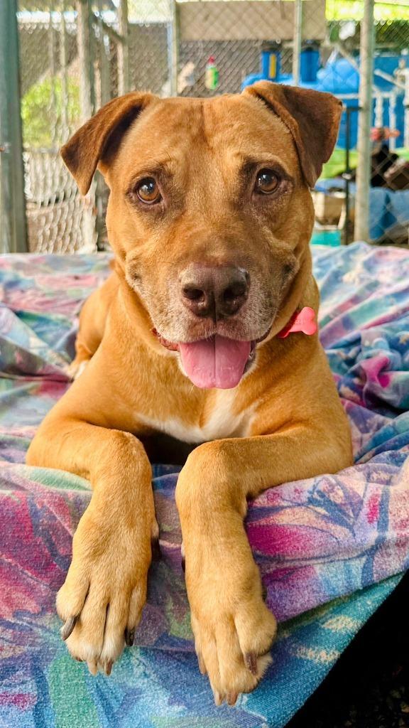 Dog for adoption - Canelo, a Mixed Breed in Calgary, AB | Petfinder