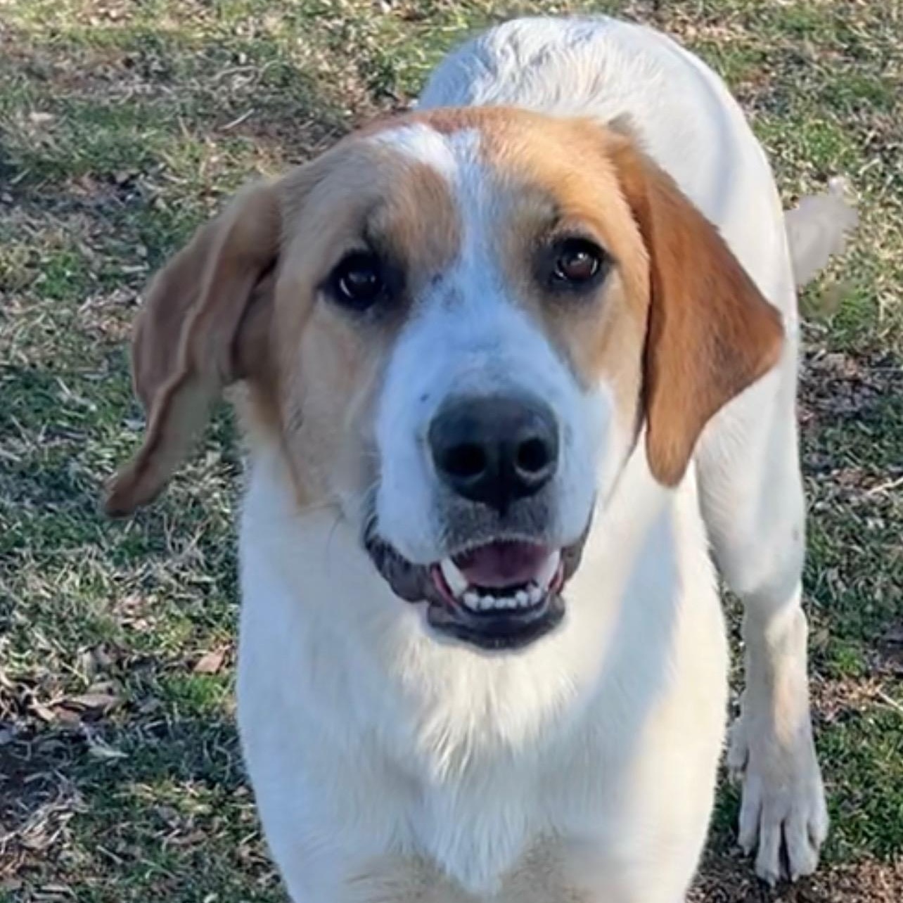 Dog for adoption - Macy, an Akbash & Hound Mix in Chatham, NJ | Petfinder