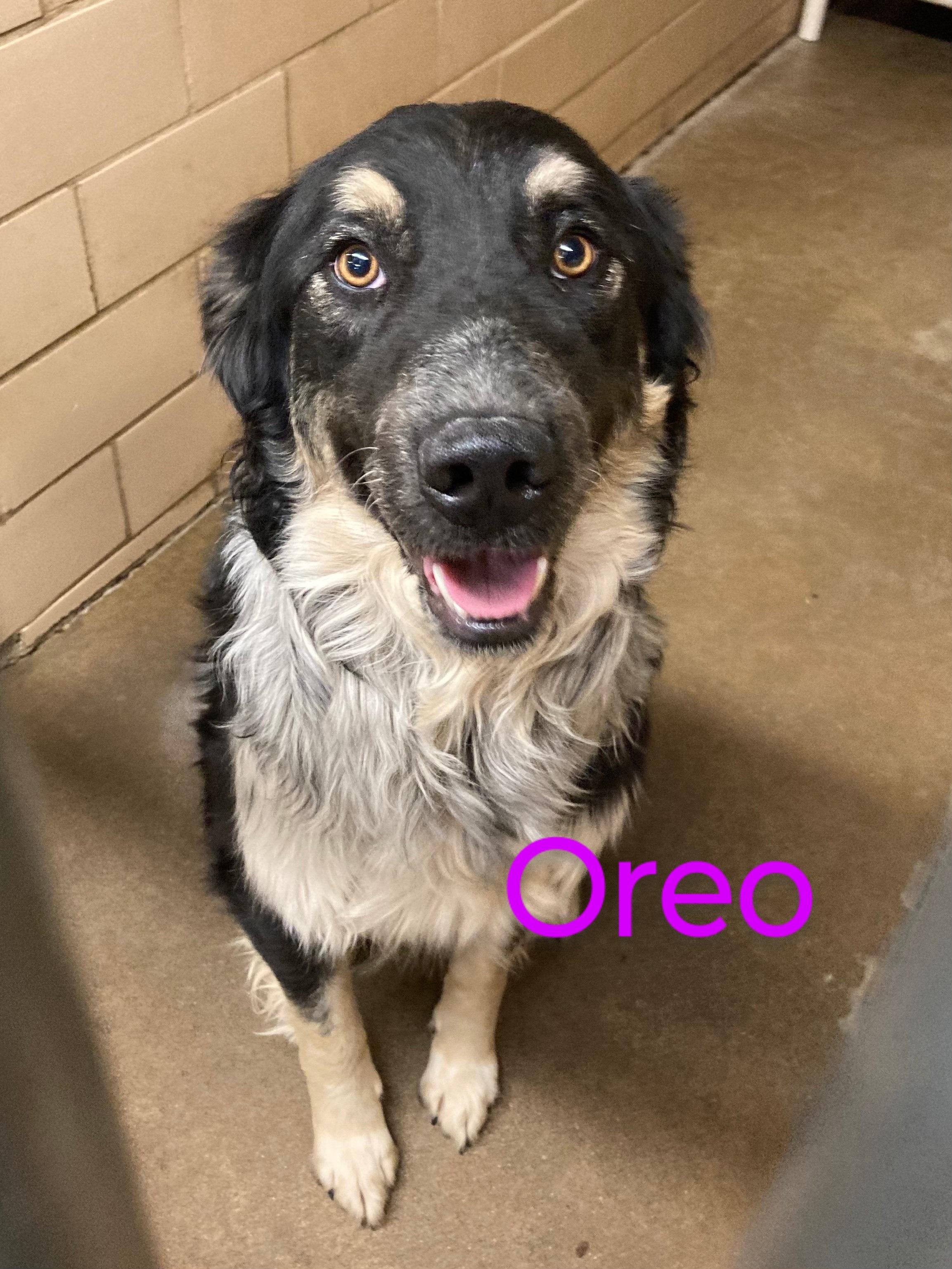 Dog for adoption - Oreo, a Border Collie Mix in Craig, CO | Petfinder