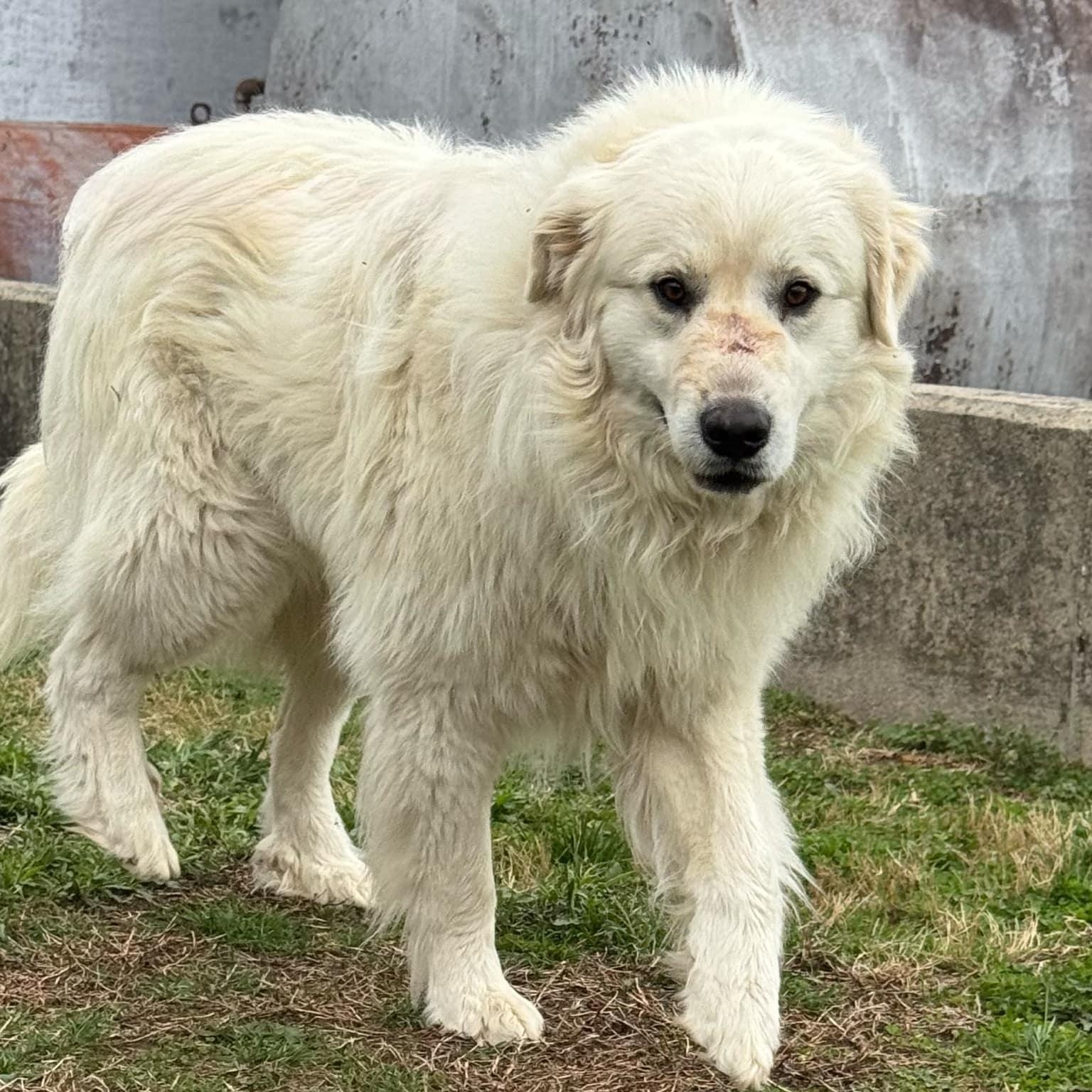 Dog for adoption - Casper, a Great Pyrenees in Martinsville, IN | Petfinder