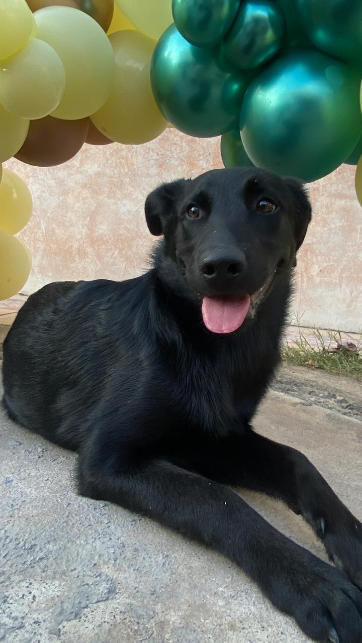 Dog for adoption - Luna, a Labrador Retriever Mix in Worcester, MA ...