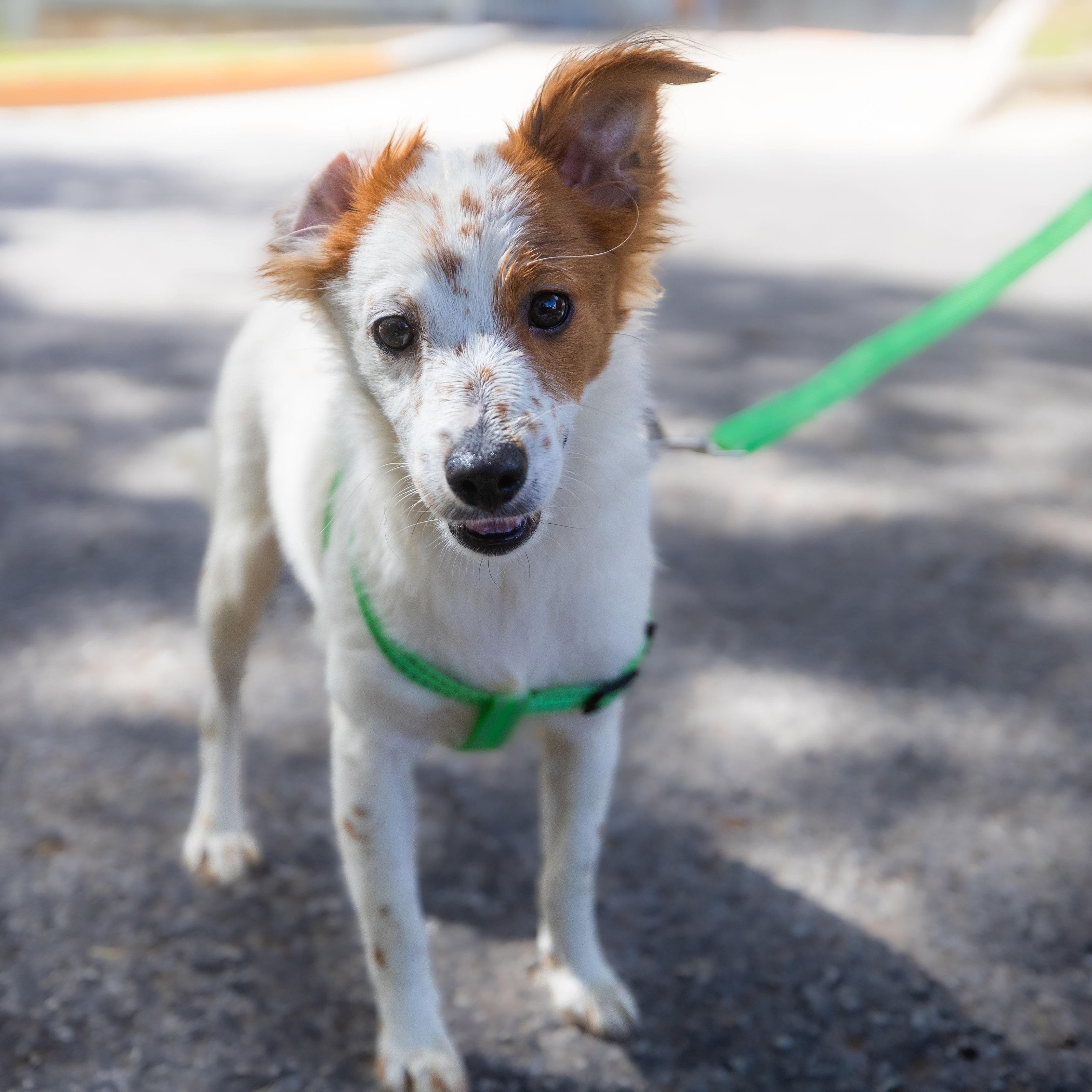 Dog for adoption - Petunia, a Spaniel & Terrier Mix in Glen Burnie , MD ...