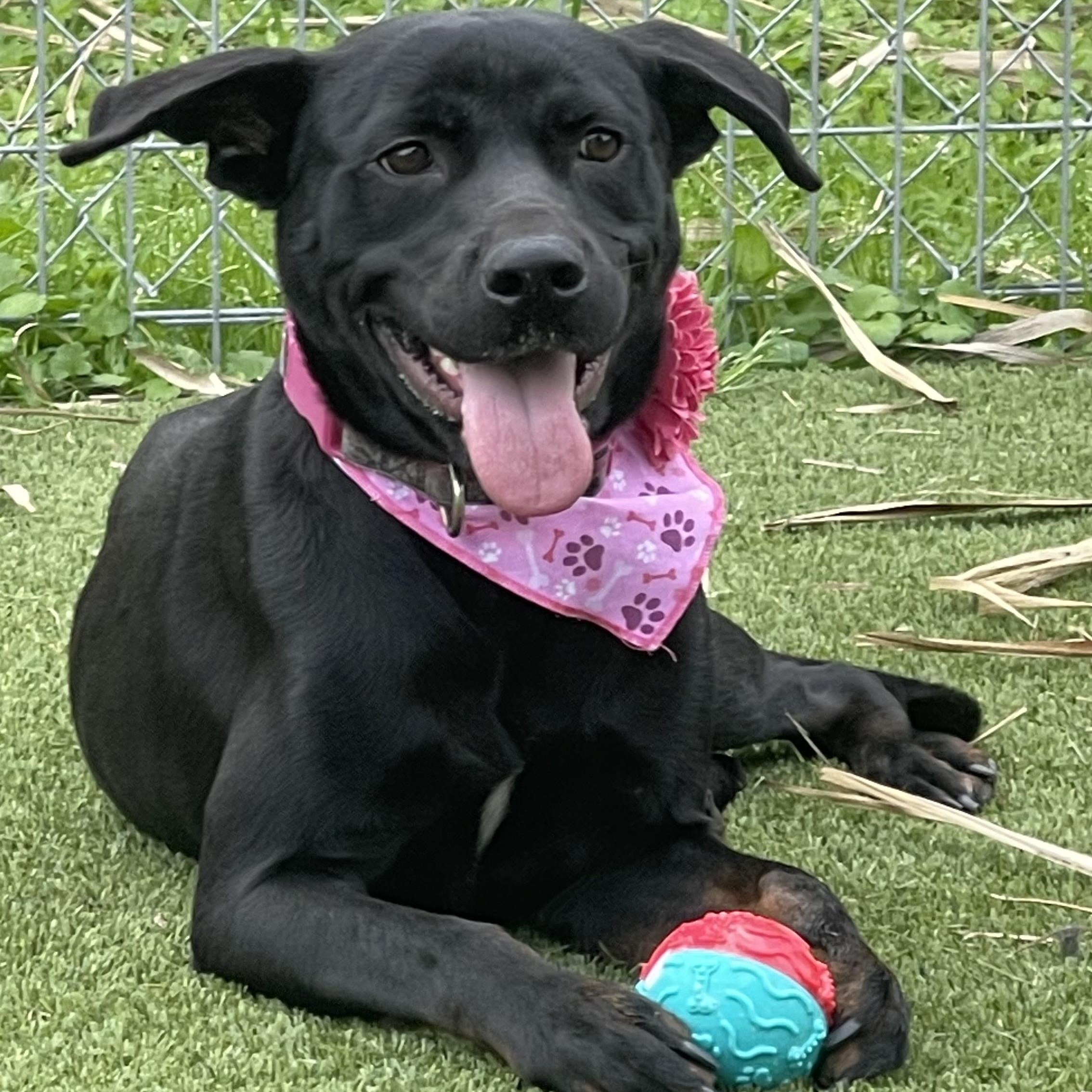 Dog for adoption - Mandy, a Mixed Breed in Trenton, NJ | Petfinder