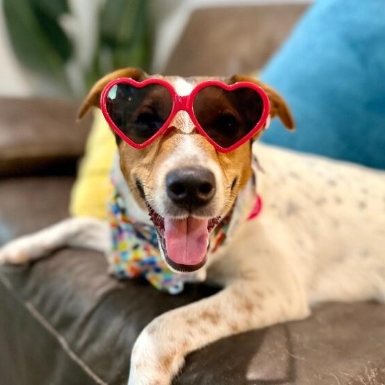 Dog for adoption - Prim Precious Princess Pea!, a Jack Russell Terrier ...