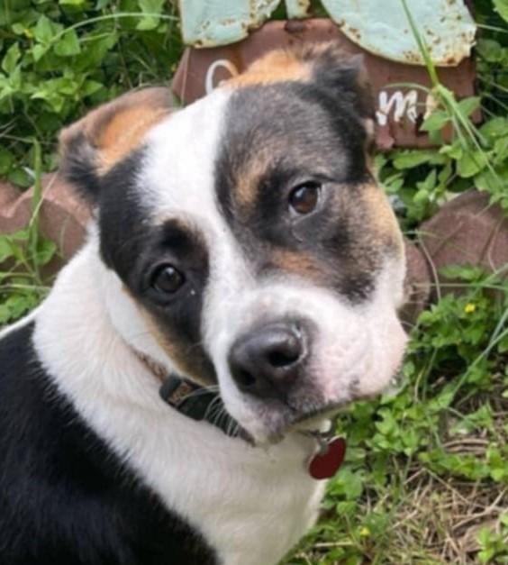 Dog for adoption - Chelsea, an English Pointer & Jack Russell Terrier ...