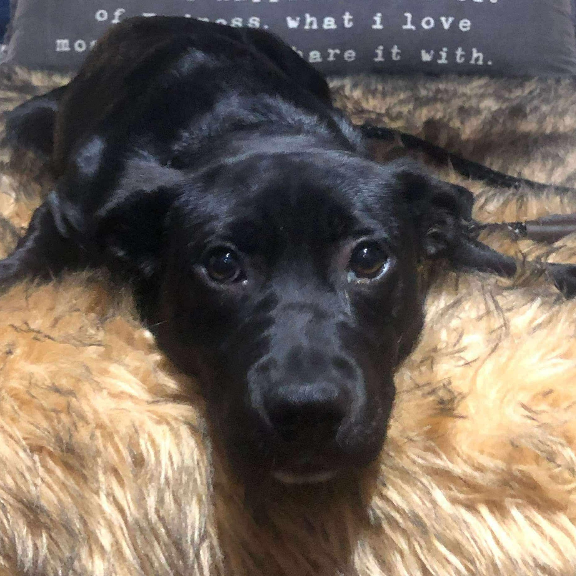 Dog for adoption - Bethany, a Labrador Retriever Mix in Wando, SC ...