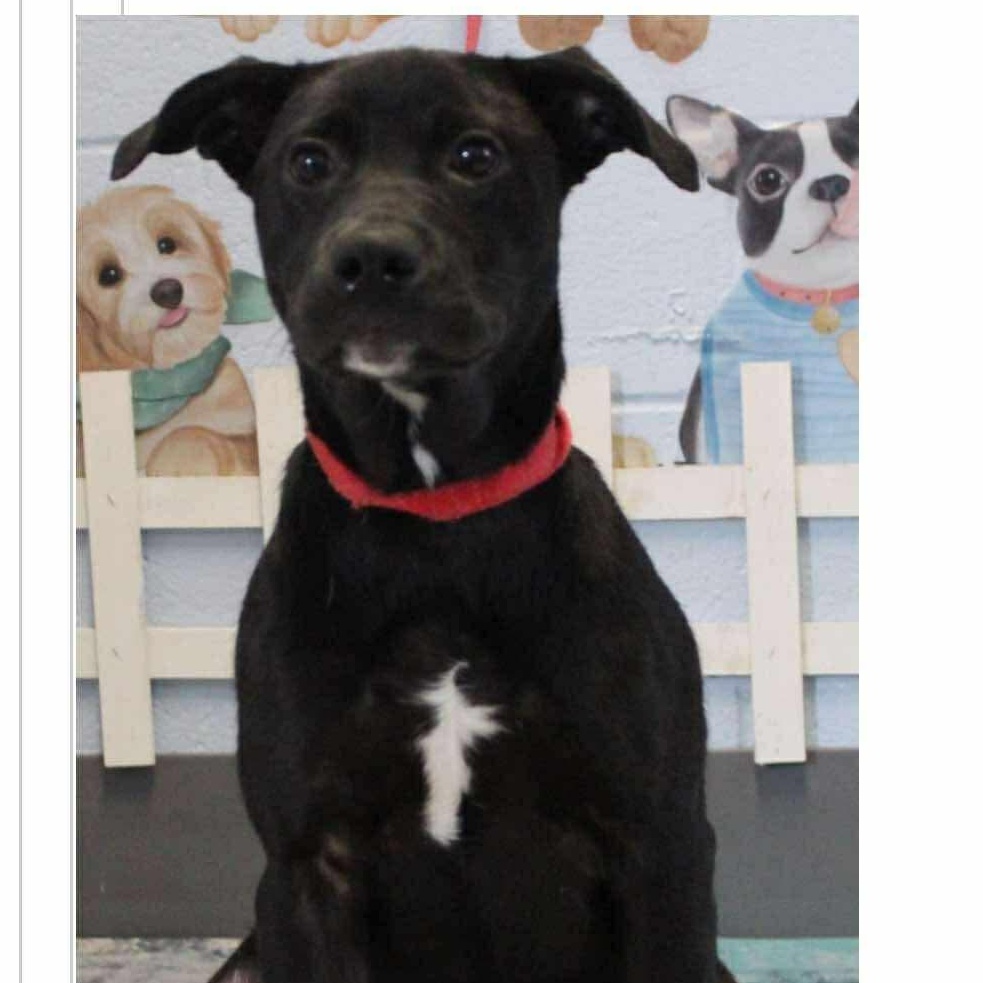 Dog for adoption - Bethany, a Labrador Retriever Mix in Wando, SC ...