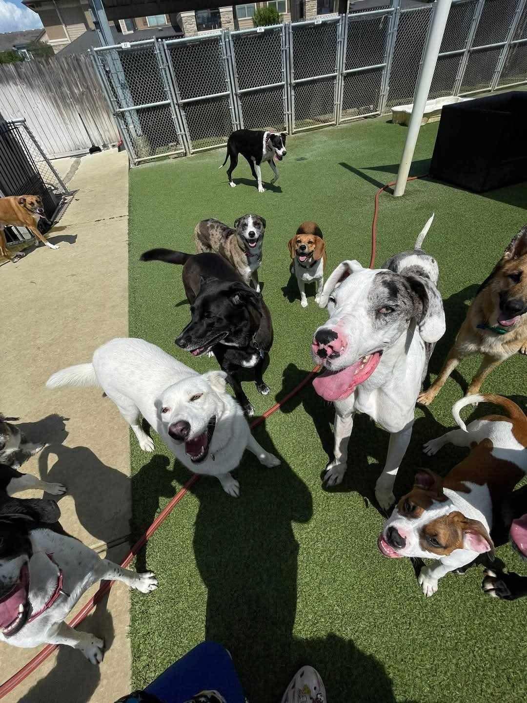 Dog for adoption - Patty, a Labrador Retriever & German Shepherd Dog ...